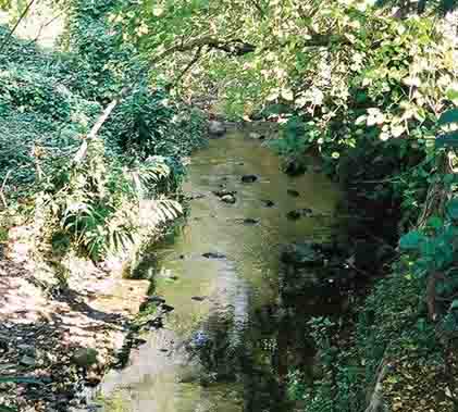 Liesbeeck River, Rondebosch